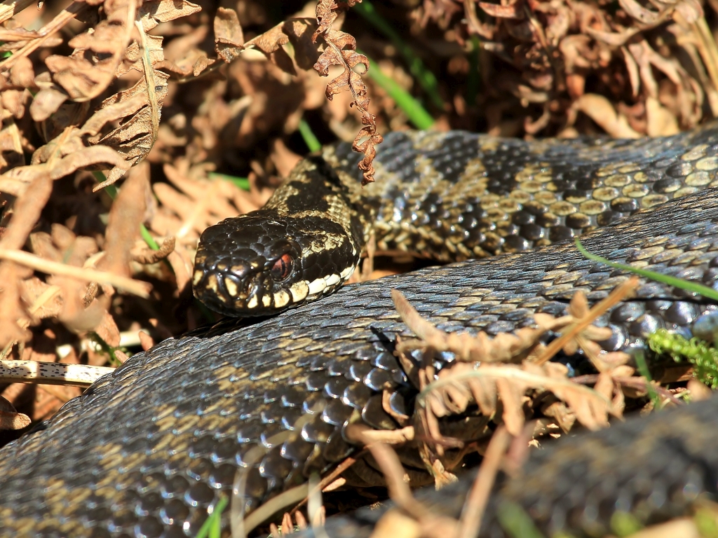 Martin Jump Wildlife Photographer: SNAKES ALIVE.
