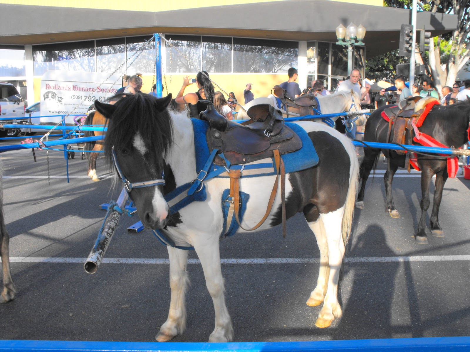 Becky's Pony Express - Pony Rides, Petting Zoo and Pony Parties