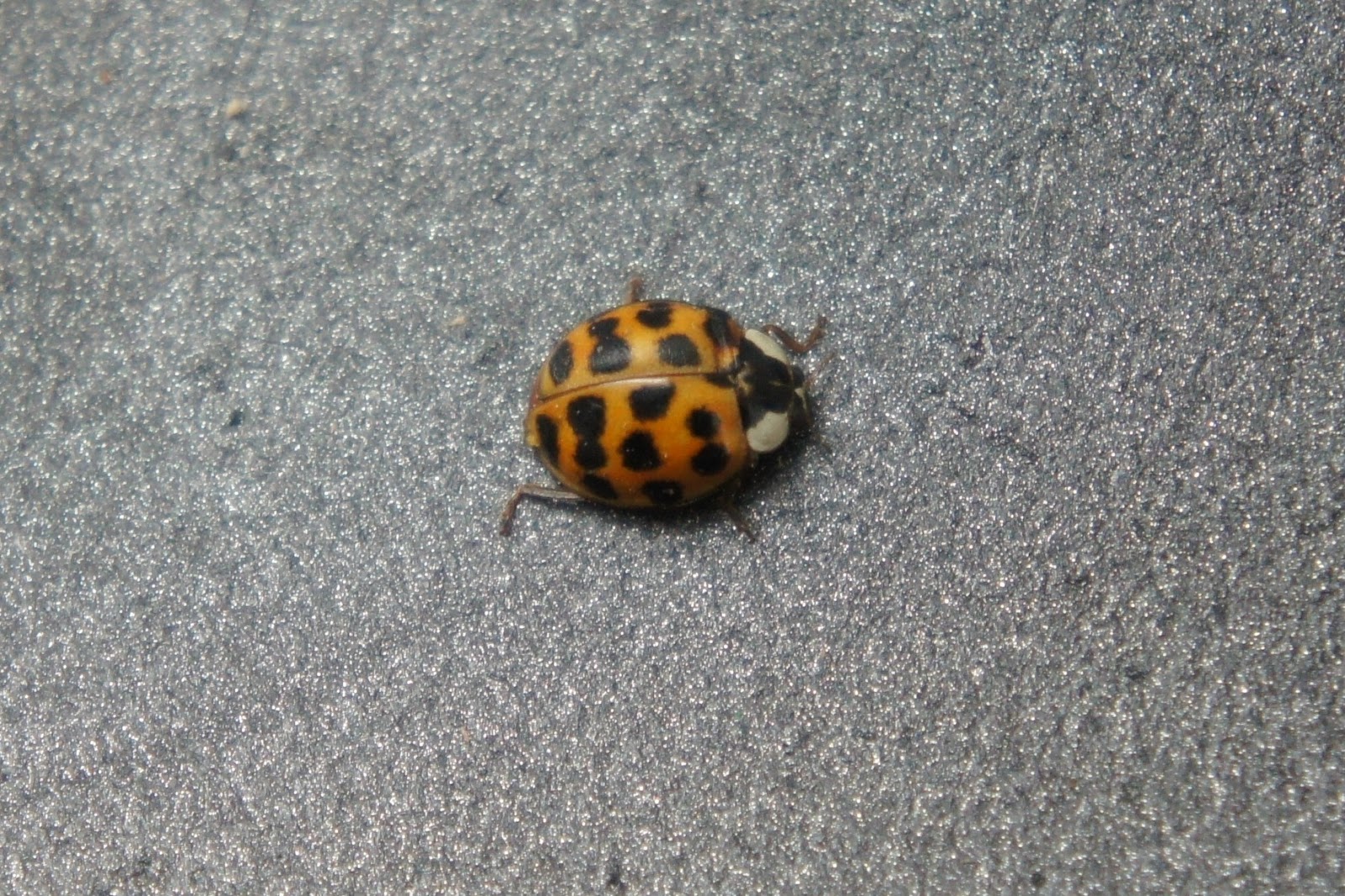 It's a Ladybug....or not.