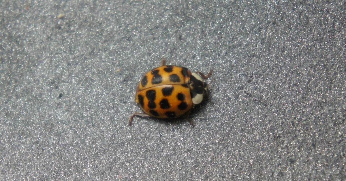 It's a Ladybug....or not.