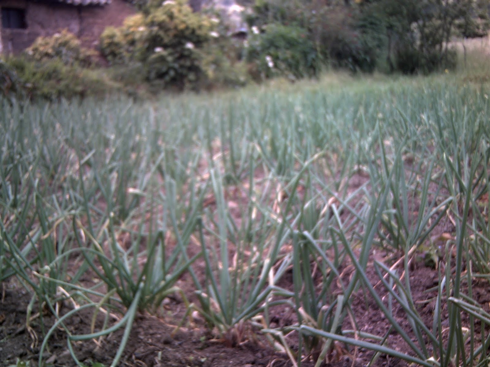 SIEMBRA Y PRODUCCION DE CEBOLLA JUNCA EN MONGUA: EMPAQUES