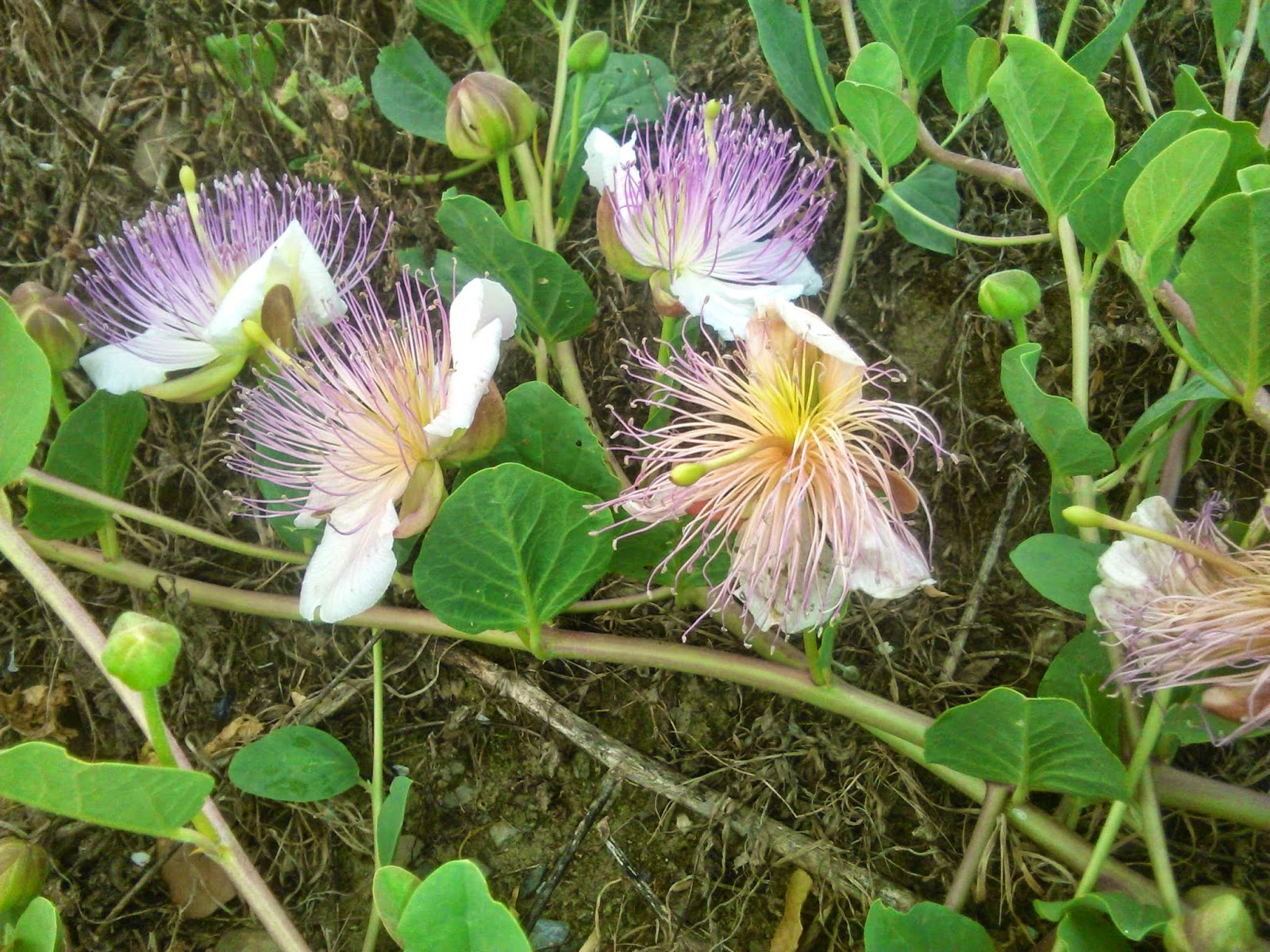 majaillaflor: flor alcaparra