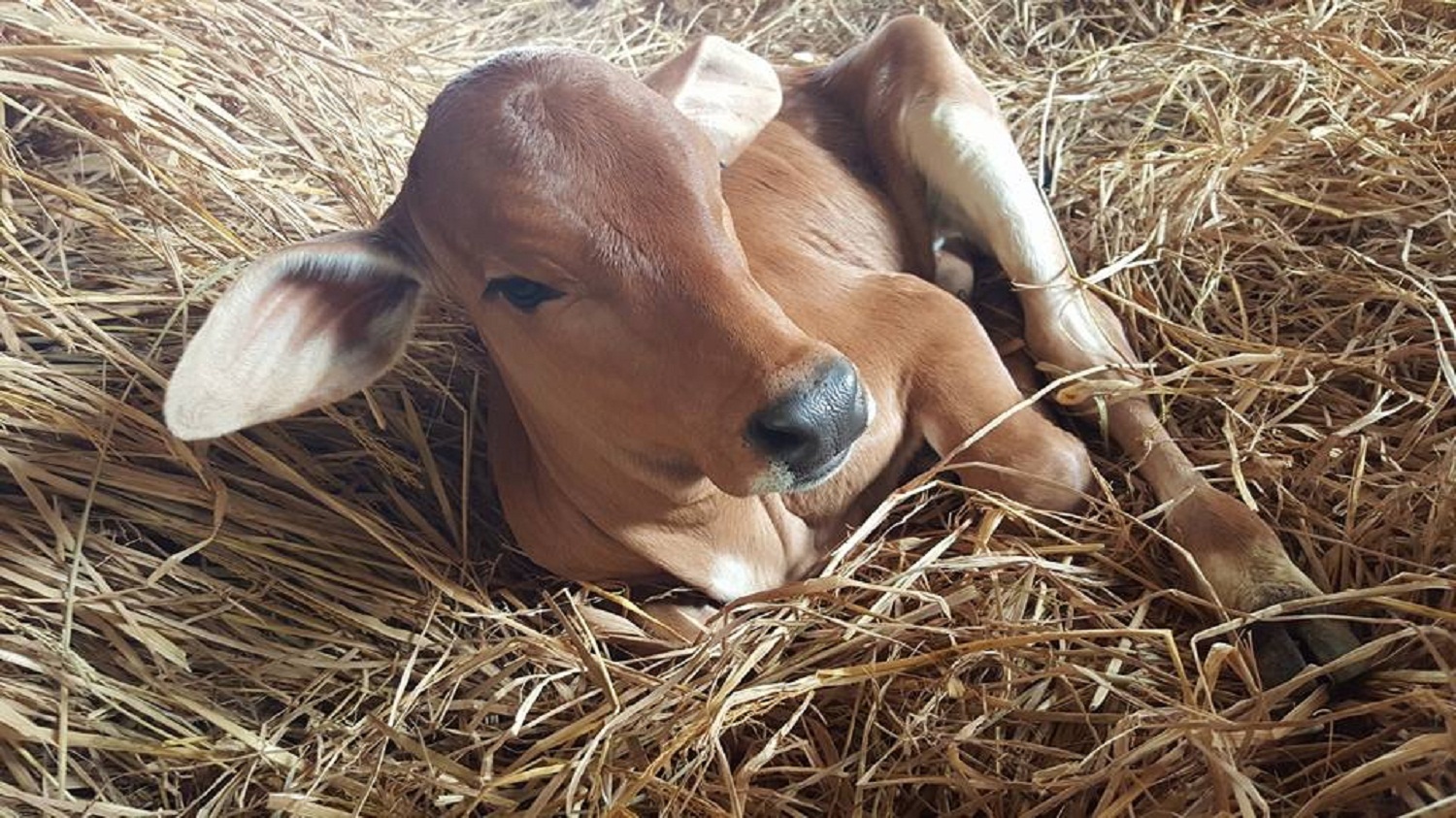 walking distance & et cetera -: Animals