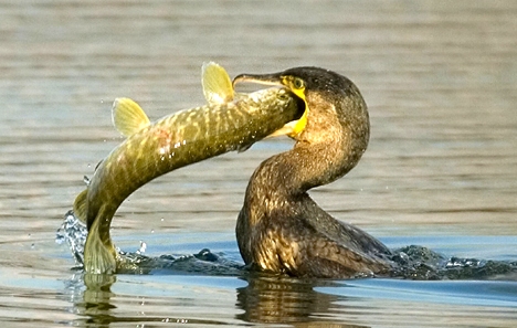 VOCE DEL GAMBAROGNO: Cormorani o gardon: chi vincerà?