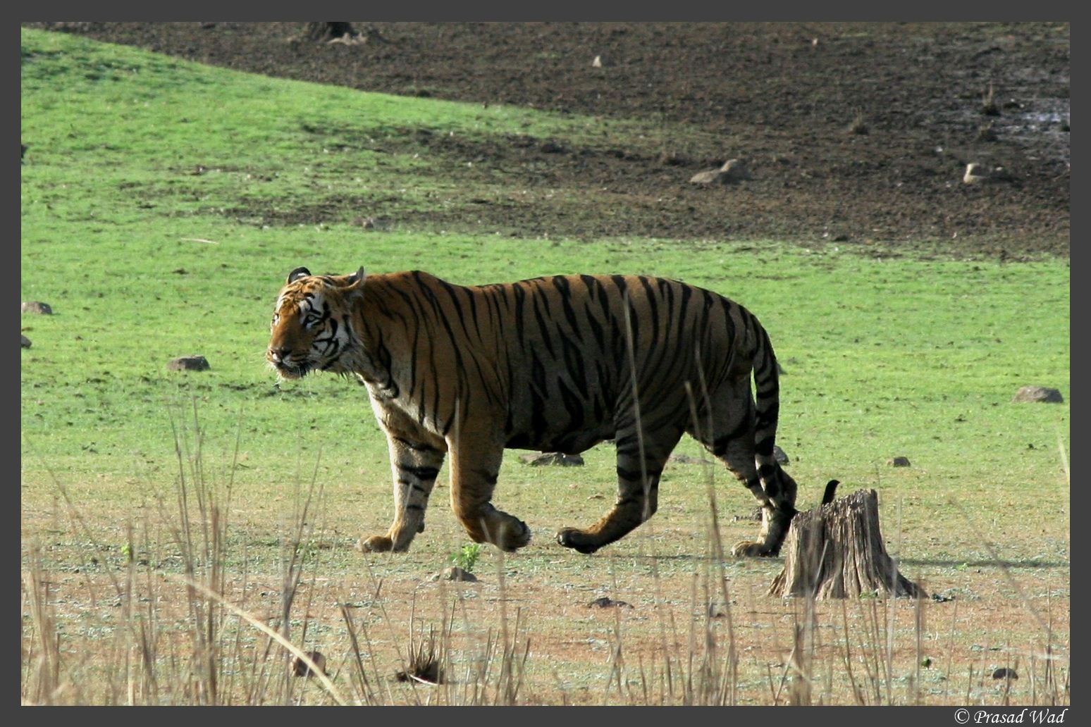 BengalTigerTSB