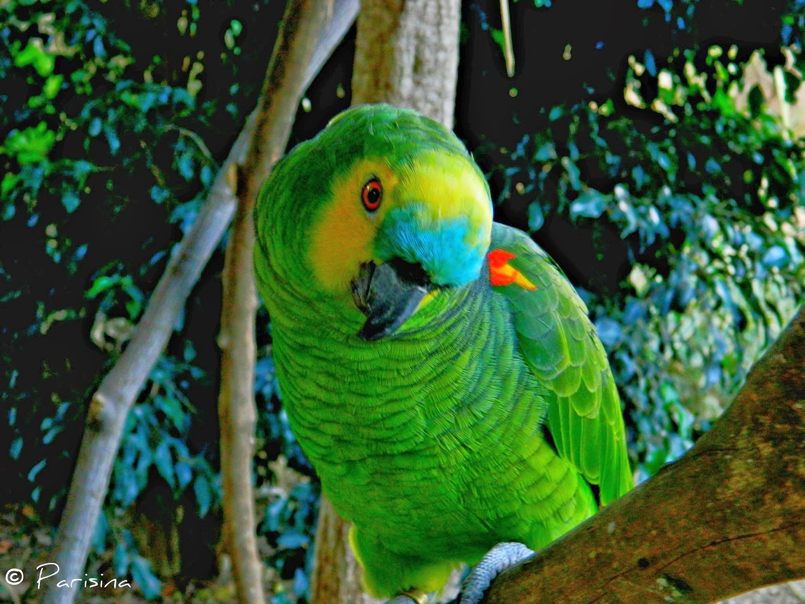 MUNDO FOTO: Loro verde