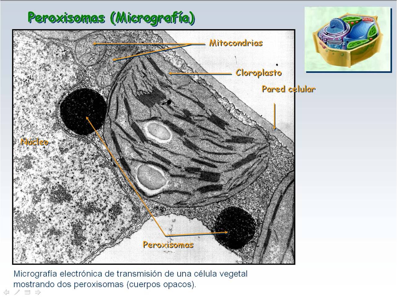 Biodiversidade Virtual: Lisossomos, peroxissomos e vacúolos