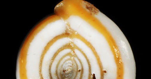 Variety of Life: Spiroloculina