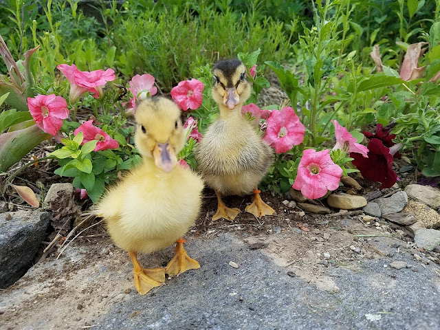 Beginners Guide to Raising Ducklings - Fresh Eggs Daily® with Lisa Steele