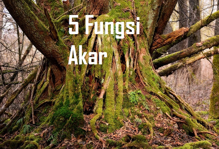 5 Fungsi akar pada Tumbuhan ~ Catatan Tentang Lirik dan Pribadi Pemilik ...