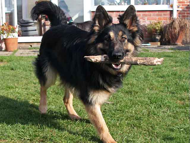 True German Shepherd | Dog German Shepherds