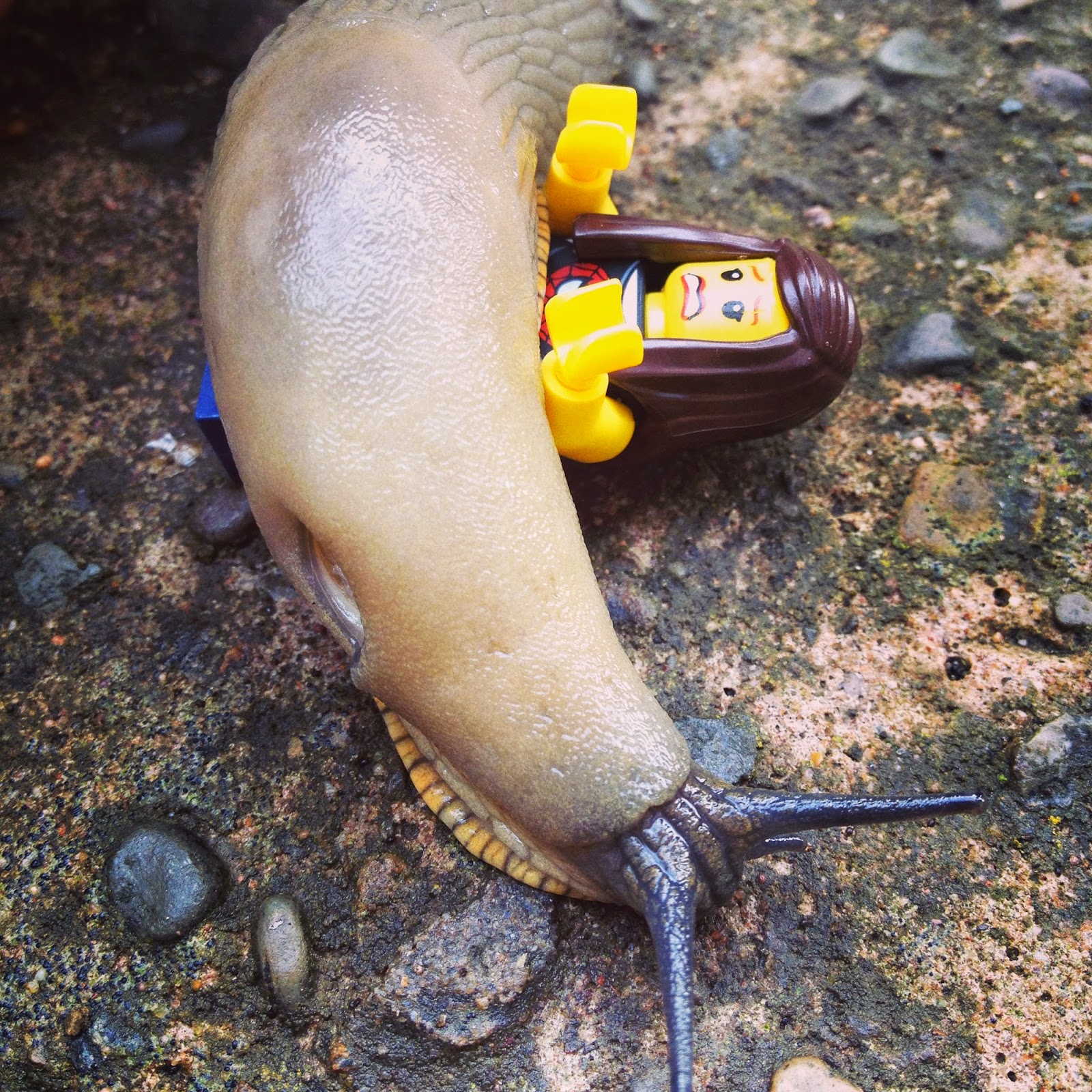 Gifts from the Pirates: "A slug is always on its own. It's a lonely ...