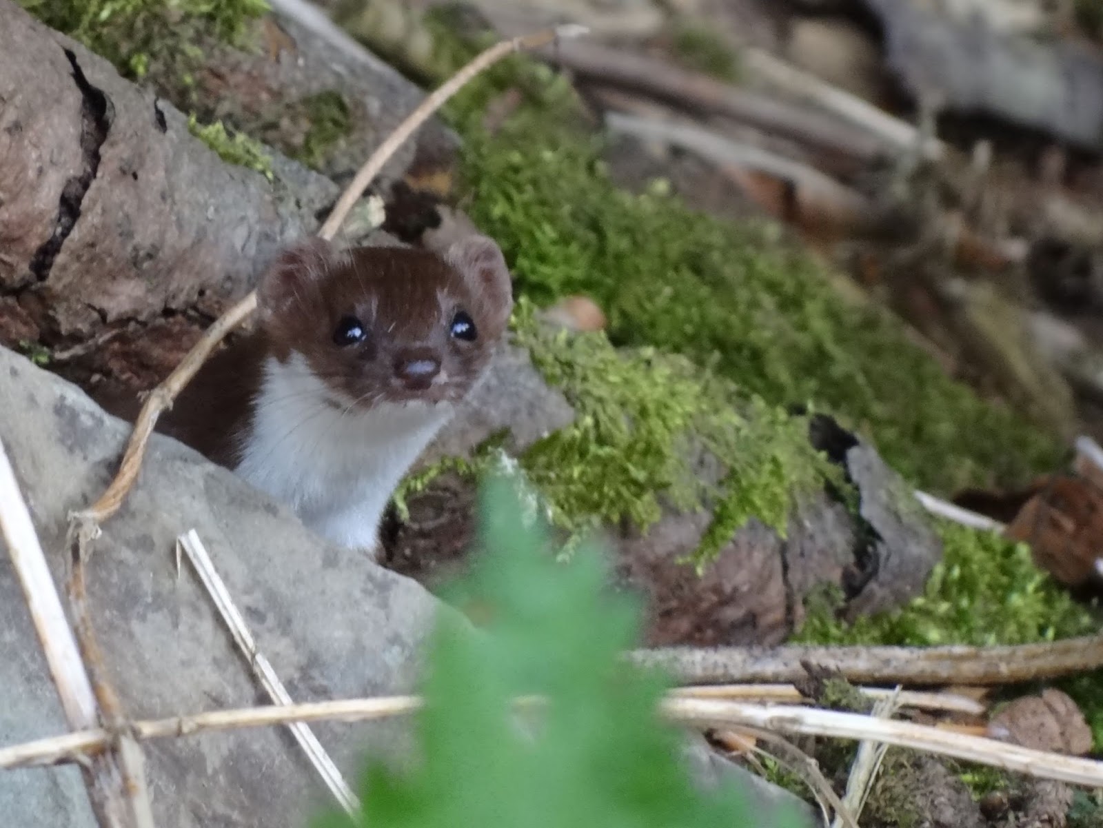 Natuurpunt Heist-op-den-Berg: Natuurpuntreis Usseln (Sauerland)