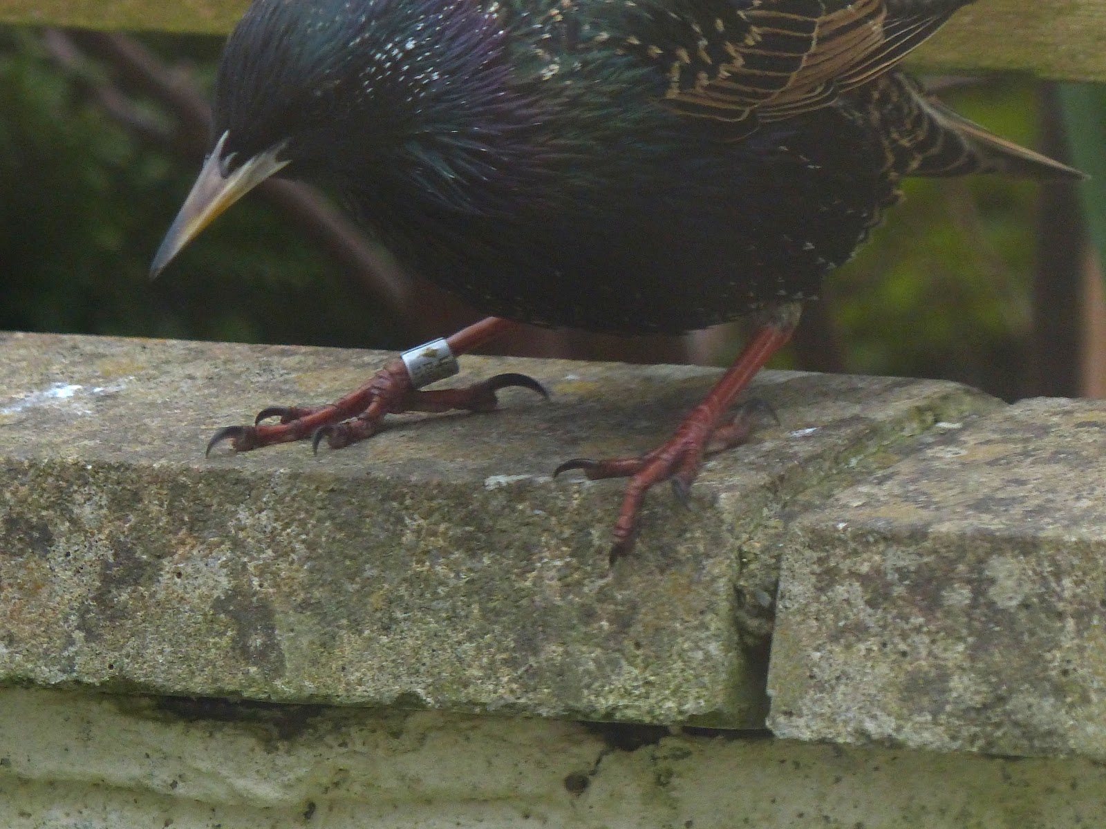 Pembrokeshire Birds: Ringed Starling