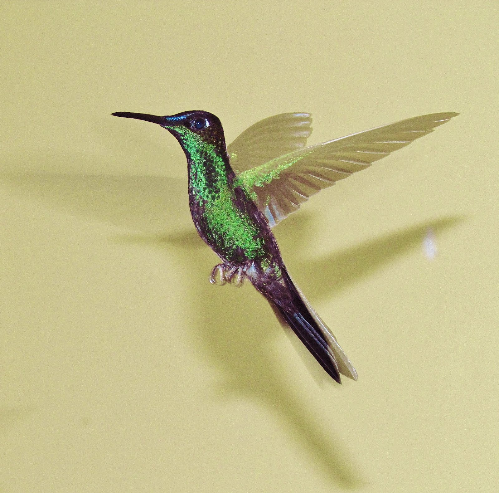 Proyecto Colibríes: Mis Fotos Colibrí Frente azul Macho (heliodoxa ...