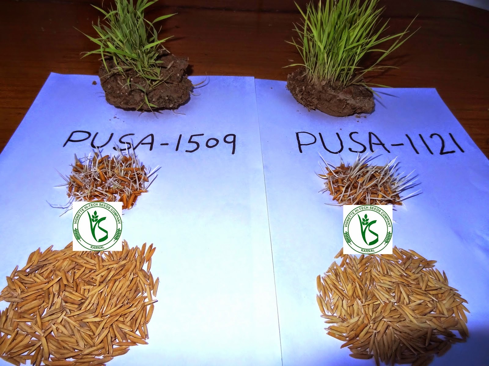 VIGNETTE HI-TECH SEED KARNAL: PADDY SEED PUSA 1509 AND PUSA 1121