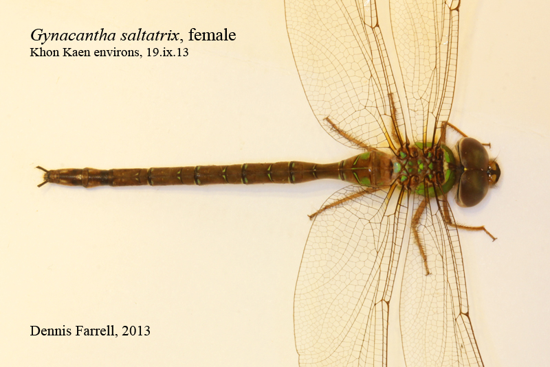 Dragonflies & damselflies of Thailand: 148. Gynacantha saltatrix ...