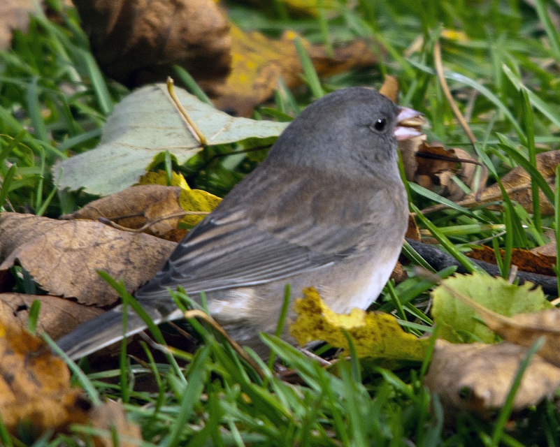 Me, Boomer and The Vermilon River: A Hike In The East Track Bog of The ...
