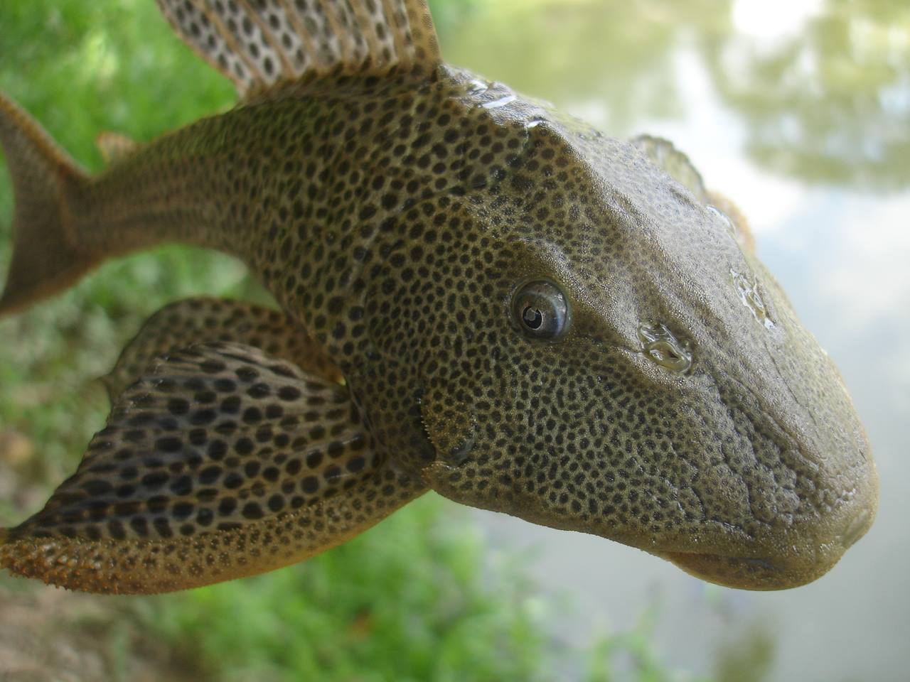 Espacio de Pesca: Pesca en el Ecoparque el Gaitero - Salida Familiar ...