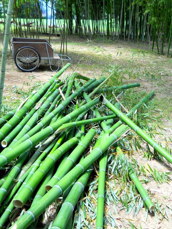 Bill's Big Bamboo: BAMBOO DAMAGES CONTINUE
