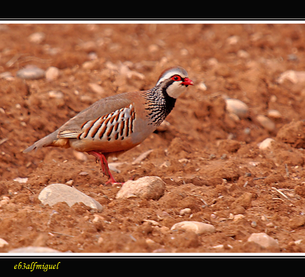 Miguel fotografia: Perdiz Roja (Alectoris rufa)