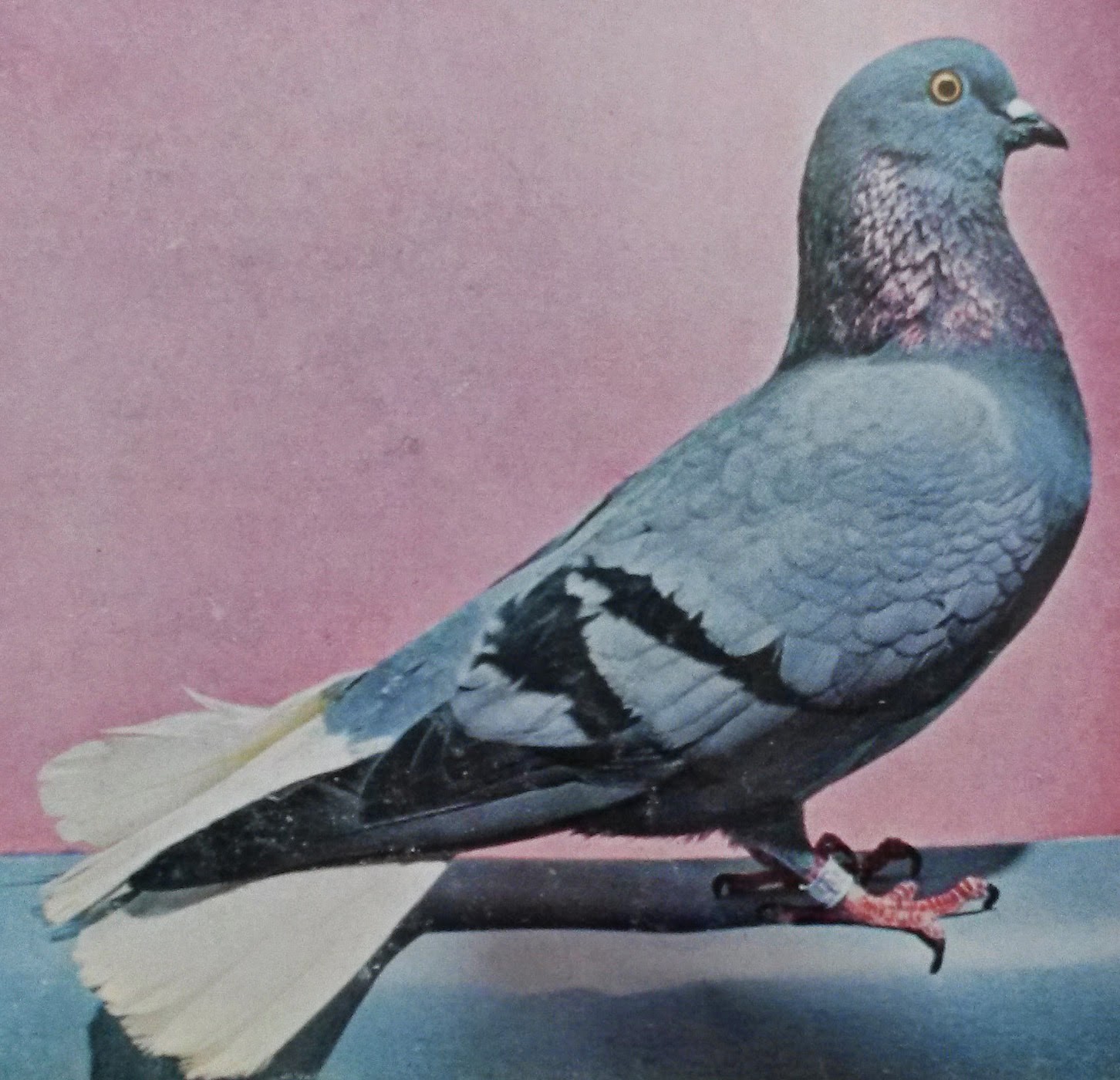 Syrian Fantail Pigeon origin description size ornaments colors comment ...