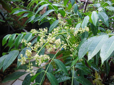 Exotic Plants in Indonesia : Ambarella