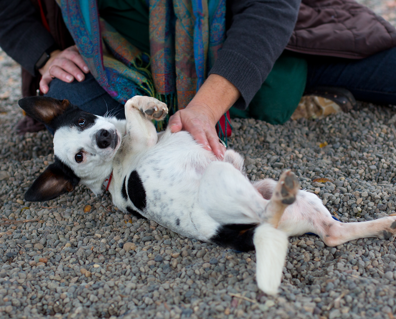 Shelter Dogs of Portland: "LOW RIDER" mellow jack russell mix