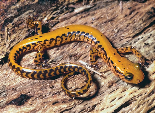 Sistema Respiratorio, Zoología de Vertebrados, U. Caldas, 2015 ...