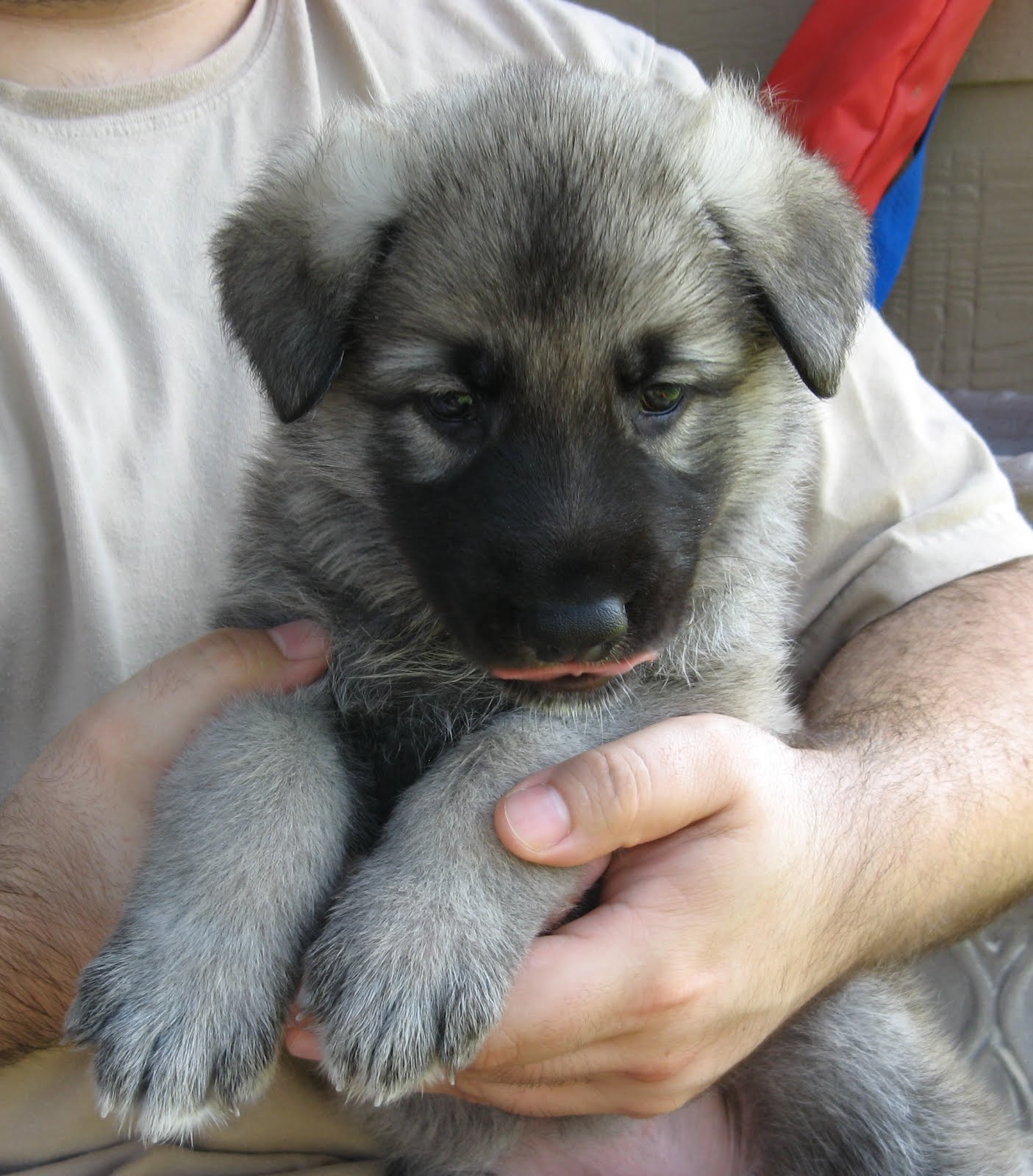 Sparta ISSA Shiloh Shepherds