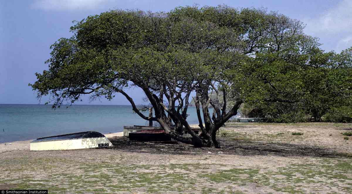 Hippomane mancinella, la manzanilla de la muerte - Biología