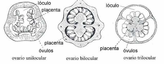 PLANT FAMILIES OF PUERTO RICO AND FLORIDA PAPO VIVES: RUBIACEAE NÚM 137 ...