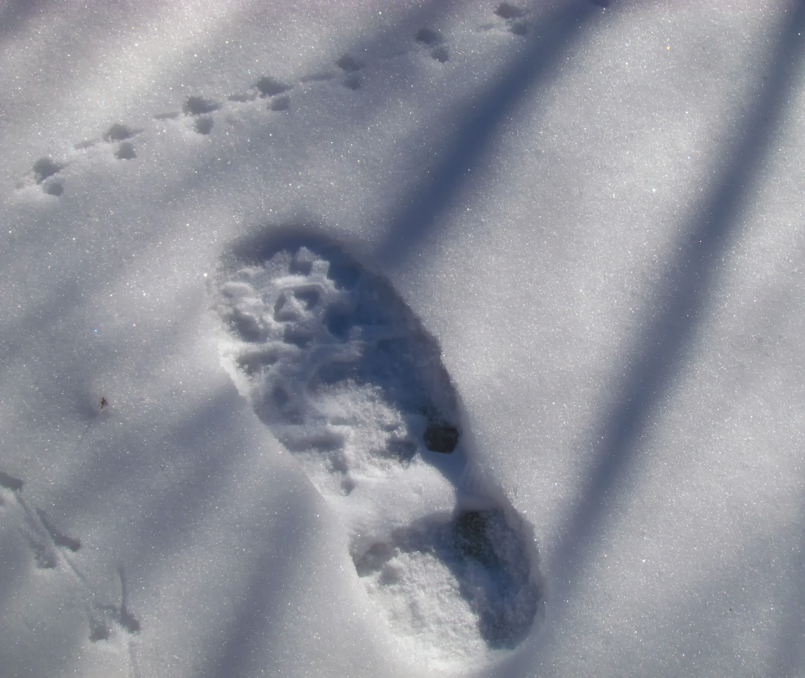 The Oakland Press Blogs: Earth's Almanac: On the trail of a white ...