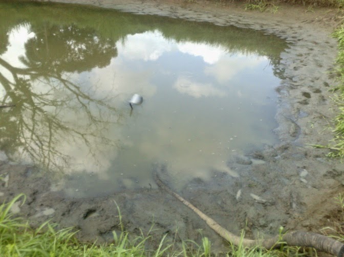 MONOCULTIVO DE CACHAMA (Colossoma sp) ~ ACUICULTURA CÓRDOBA
