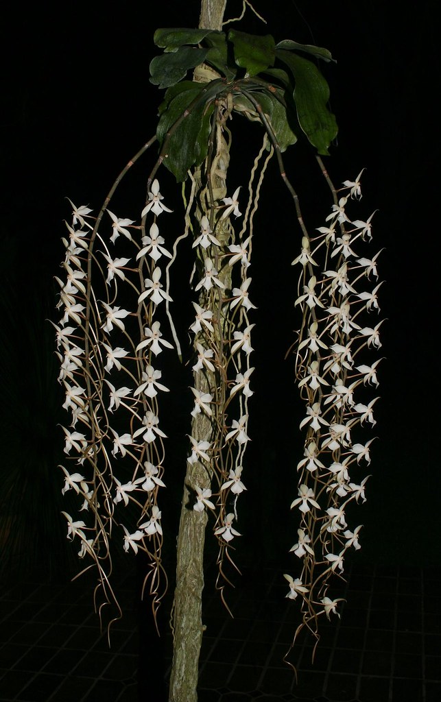 Aerangis kotschyana care and culture | Travaldo's blog