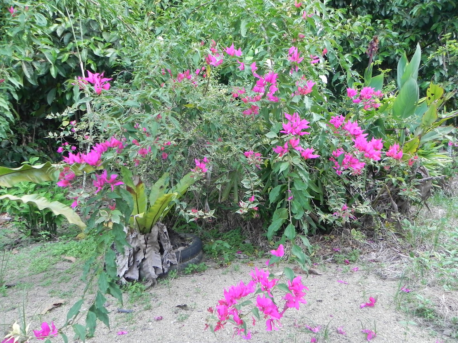 Relatif: Siri 05: Bunga-bungaan