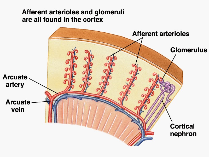 Blog del Internista: Resumenes de Nefrología - Circulación renal