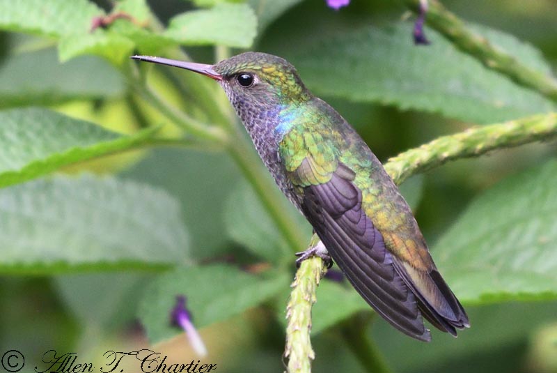 Michigan Hummingbird Guy: Peru Birding Trip Day 6 - July 13, 2018