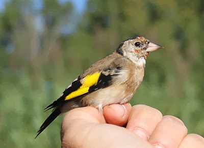 Stm d'àlbum: Cadernera