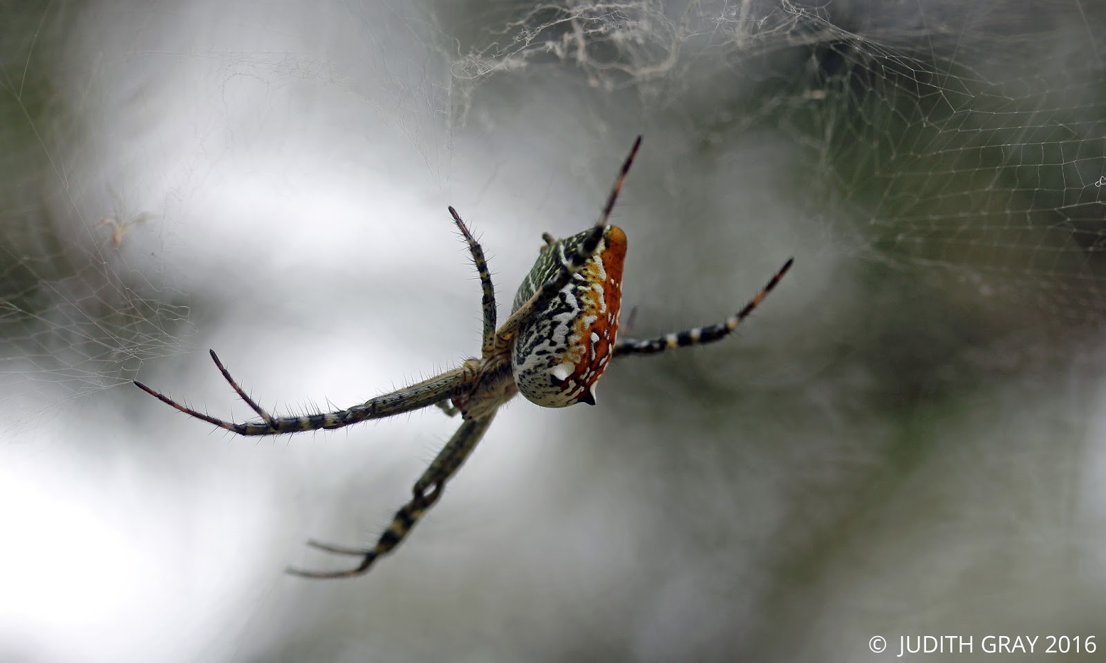 Dome Tent Spider in Web