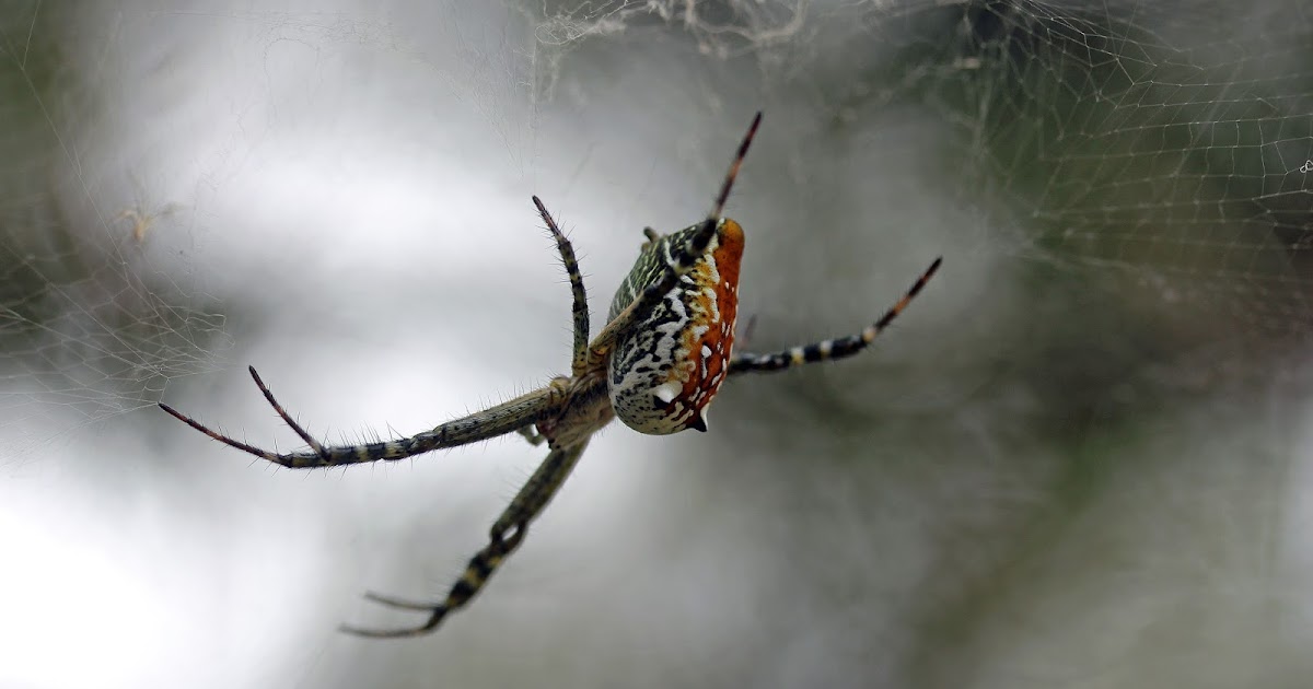 Dome Tent Spider in Web