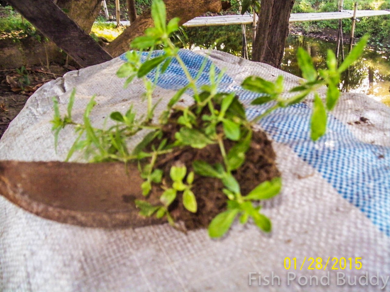 Fish Pond Buddy: Tasty Vegetable Dish in Bangus Fish Farm