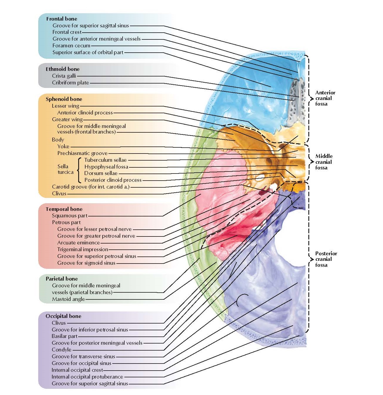 Cranial Base: Superior View Anatomy - pediagenosis