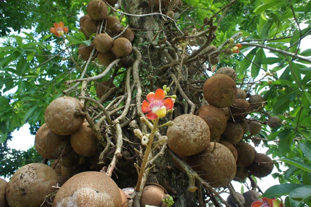 THE CANNONBALL TREE - Couroupita guianensis |The Garden of Eaden