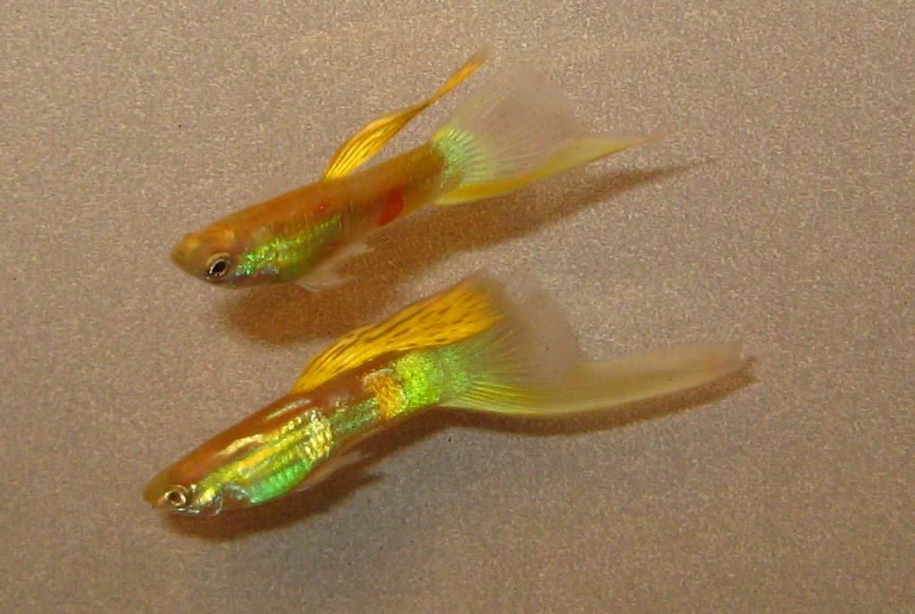 Yellow Swordtail Guppies