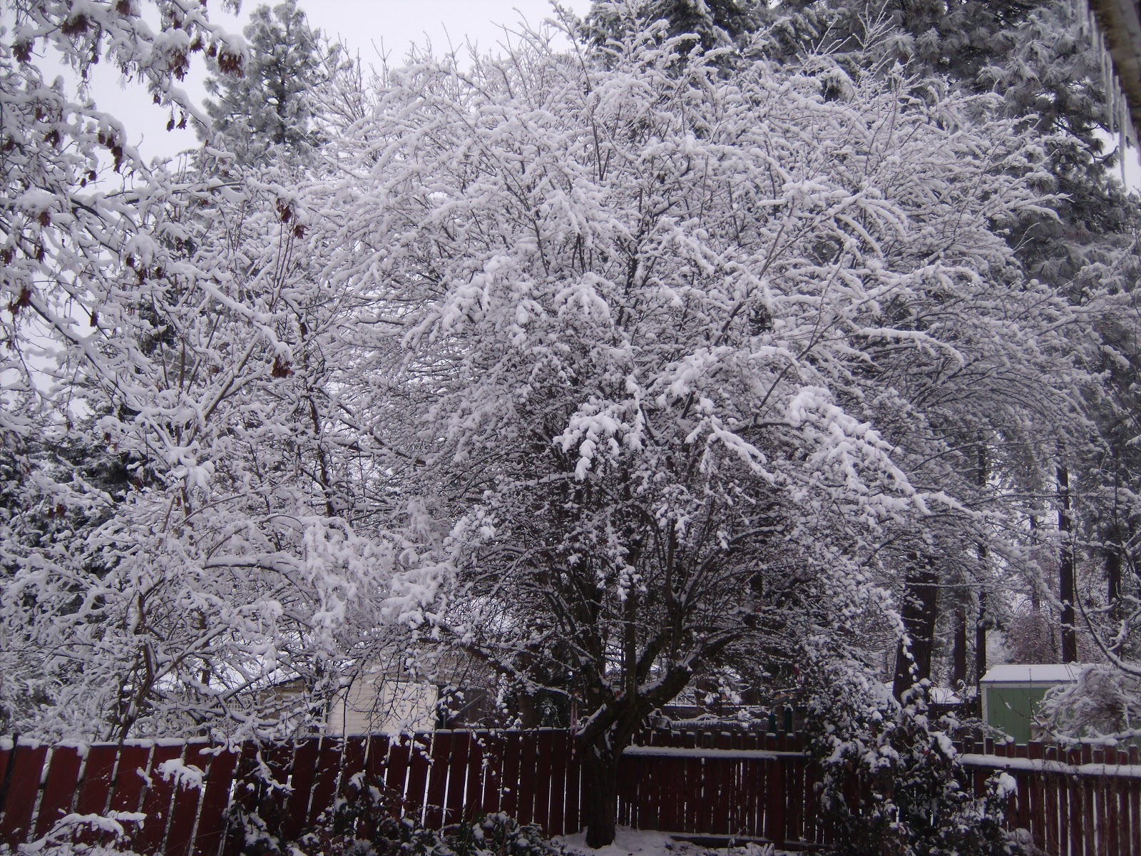 Washington State Spokane Area: Snow and Cold for 2012 End of Year in ...