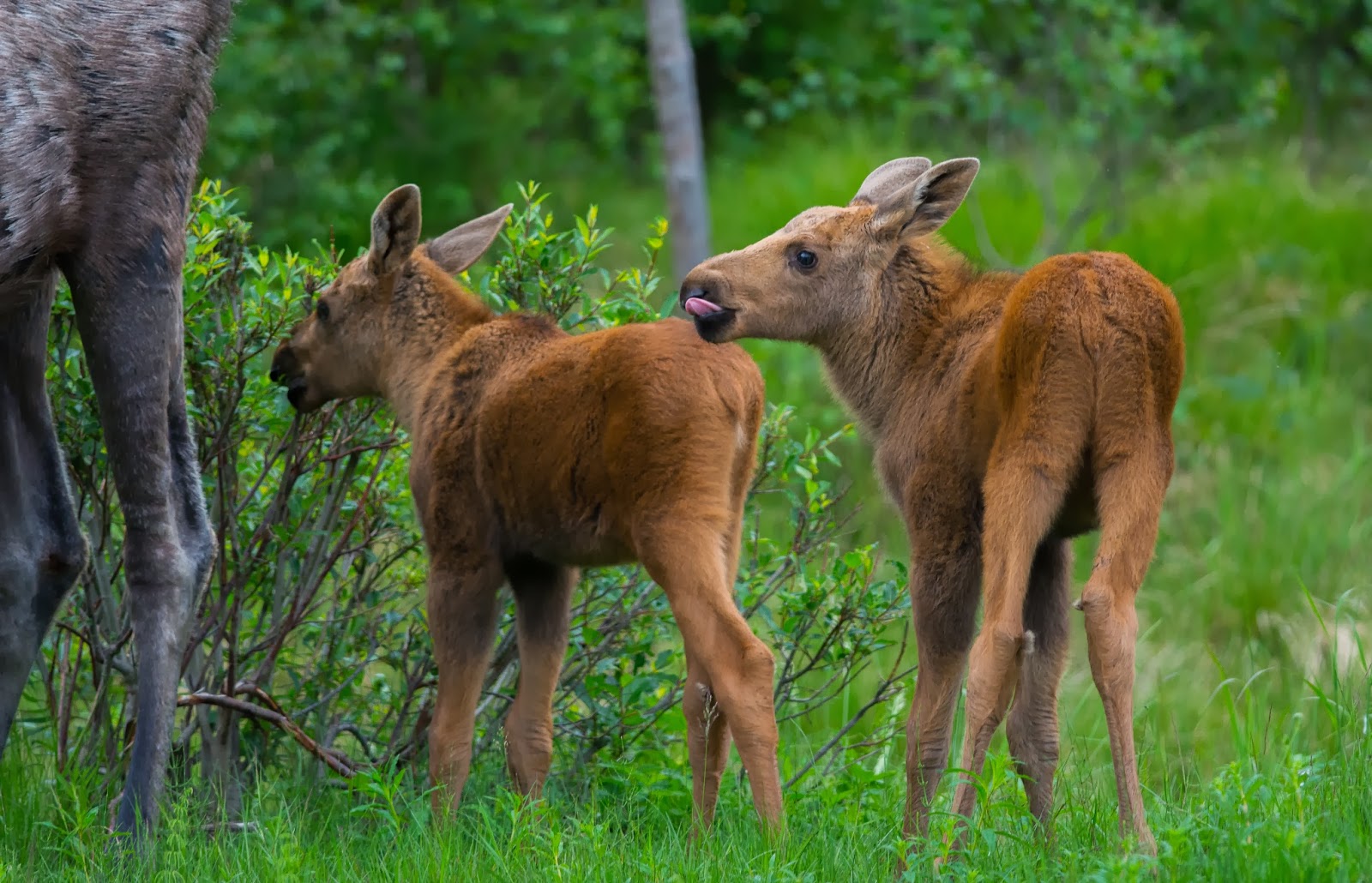 wild life trip: elan d'europe