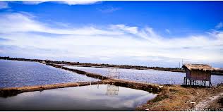 Knzie Satya: Pengembangan Budidaya Ikan dan Ekstensifikasi Lahan Tambak ...