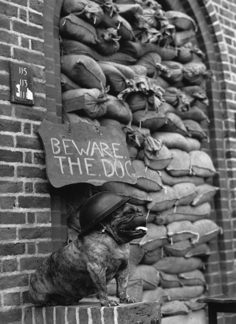 The 20 Most Badass Photos of Animals from World War II ~ Vintage Everyday