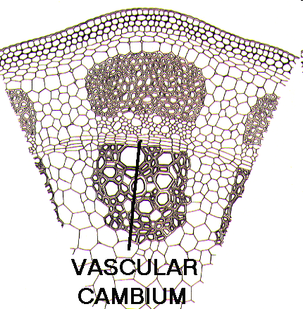 Struktur dan Fungsi Jarigan Tumbuhan